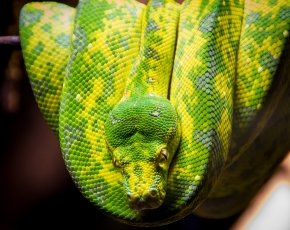 Alligator Adventure | Reptile Capital of the World!