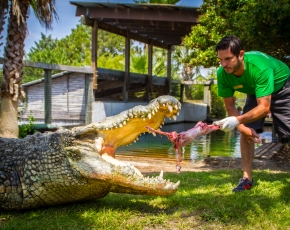 Alligator Adventure | Reptile Capital of the World!